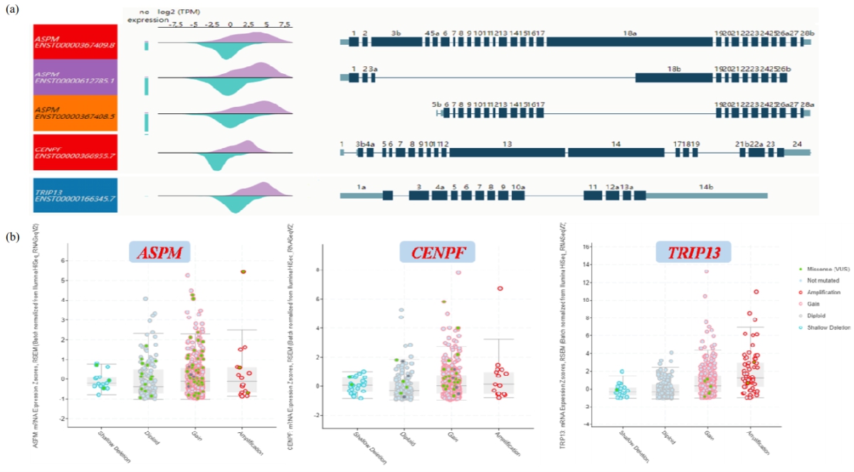 ASPM, CENPF and TRIP13 are Potential Diagnostic Markers and Therapeutic ...
