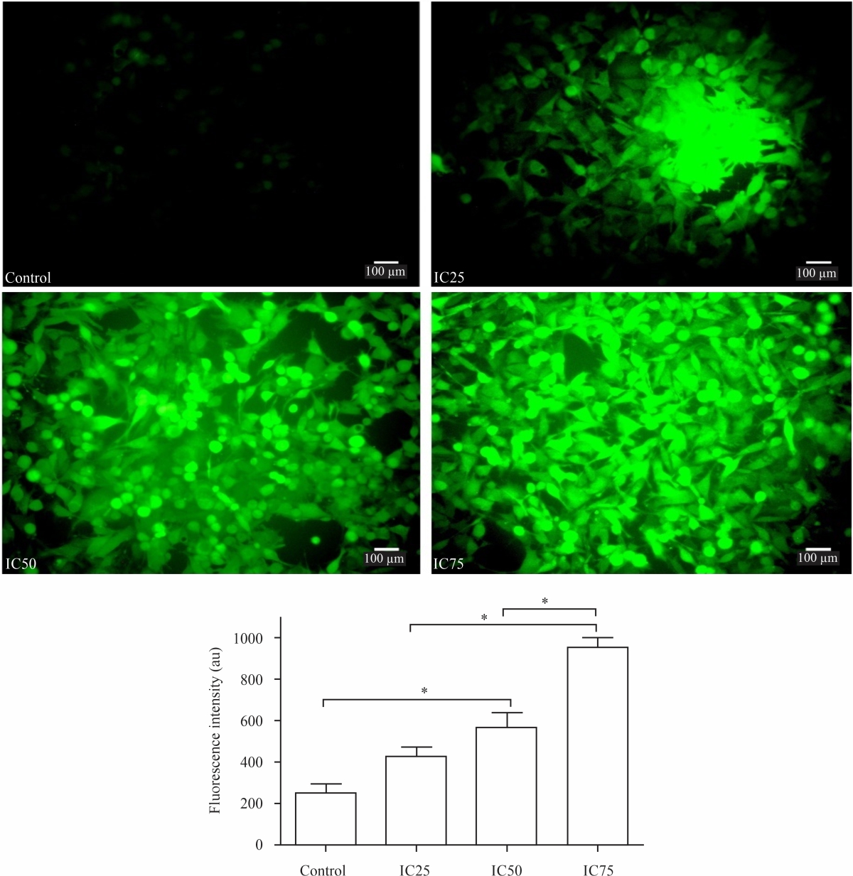 Unveiling the Anti-cancer Efficiency of Chebulagic Acid-Mediated ...