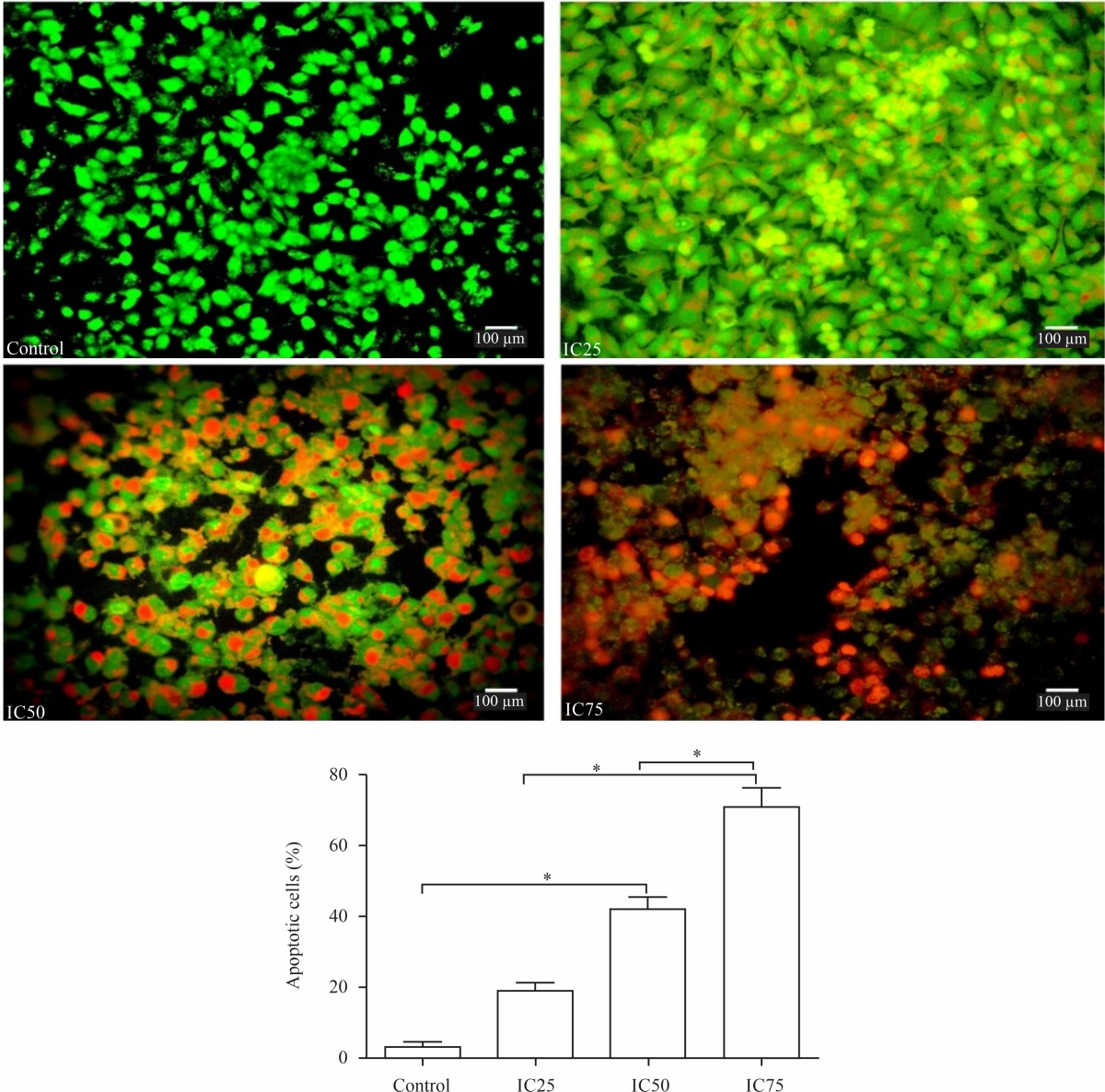 Unveiling the Anti-cancer Efficiency of Chebulagic Acid-Mediated ...