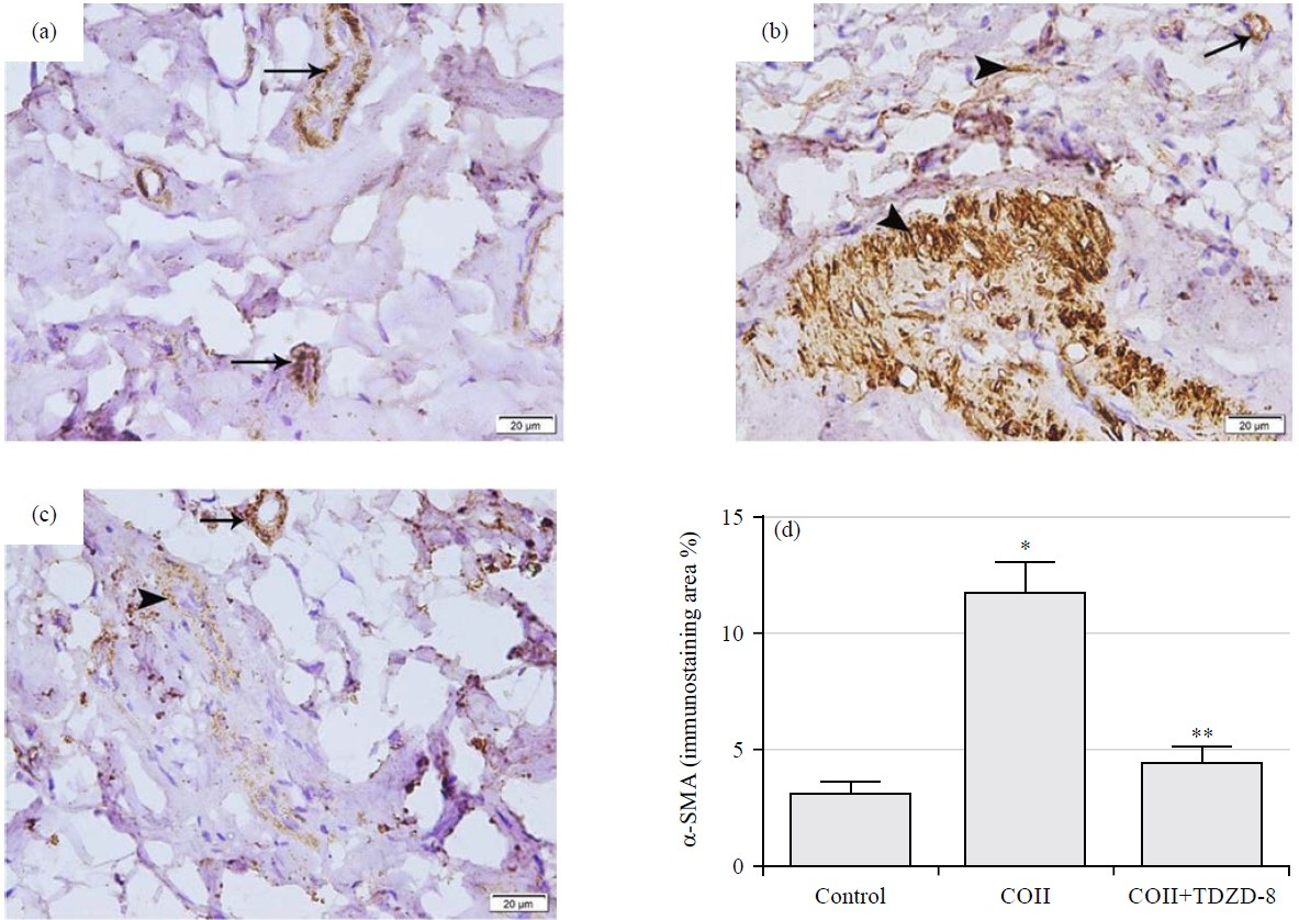 Synovial Knee Joint in Rheumatoid Arthritis Treated with TDZD-8: An ...