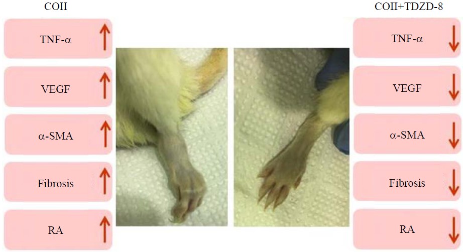 Synovial Knee Joint in Rheumatoid Arthritis Treated with TDZD-8: An ...