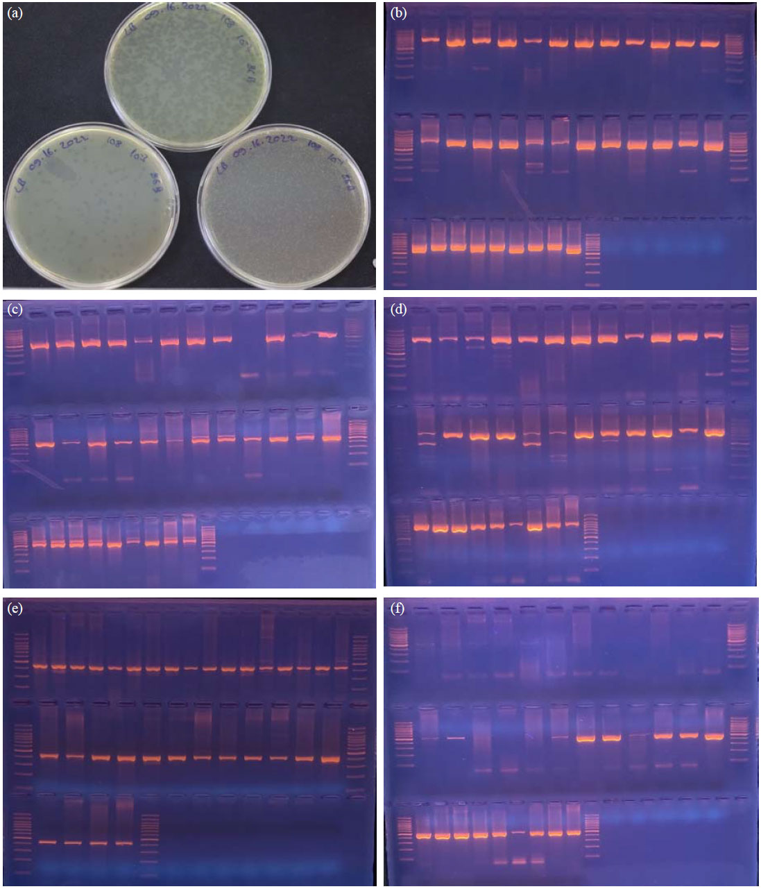 Identification of Clinical Pseudomonas Pf Phages Inducible by Mitomycin ...