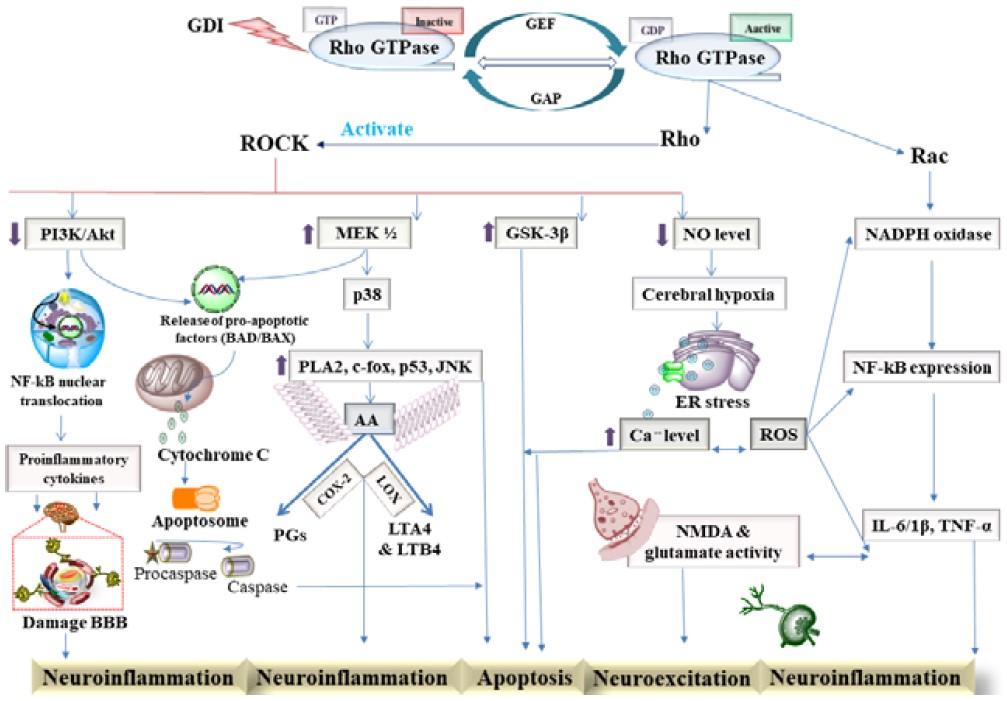 Rho GTPases, a Potential Target for the Treatment of Neurodegenerative ...