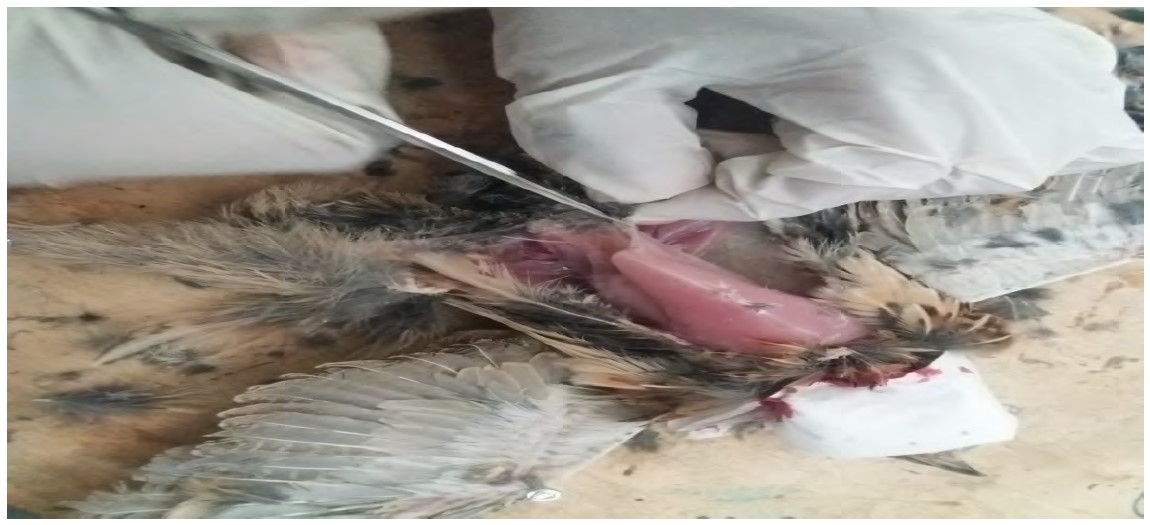 Pharmacokinetic and Therapeutic Dose Comparison of Diane-35 and IVF-C ...