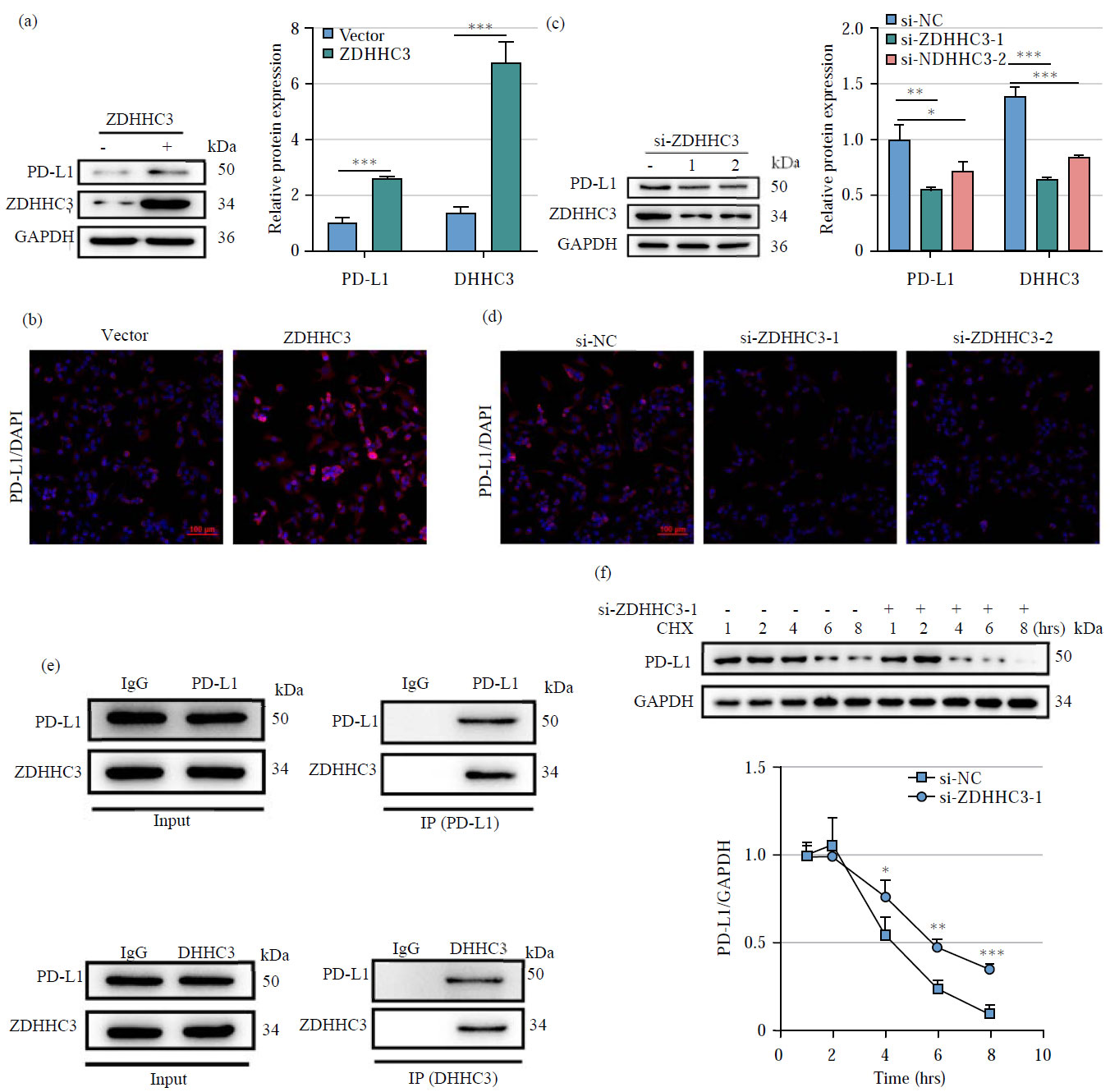 PD-L1 Palmitoylation by ZDHHC3 Contributes to Chemoresistance and ...
