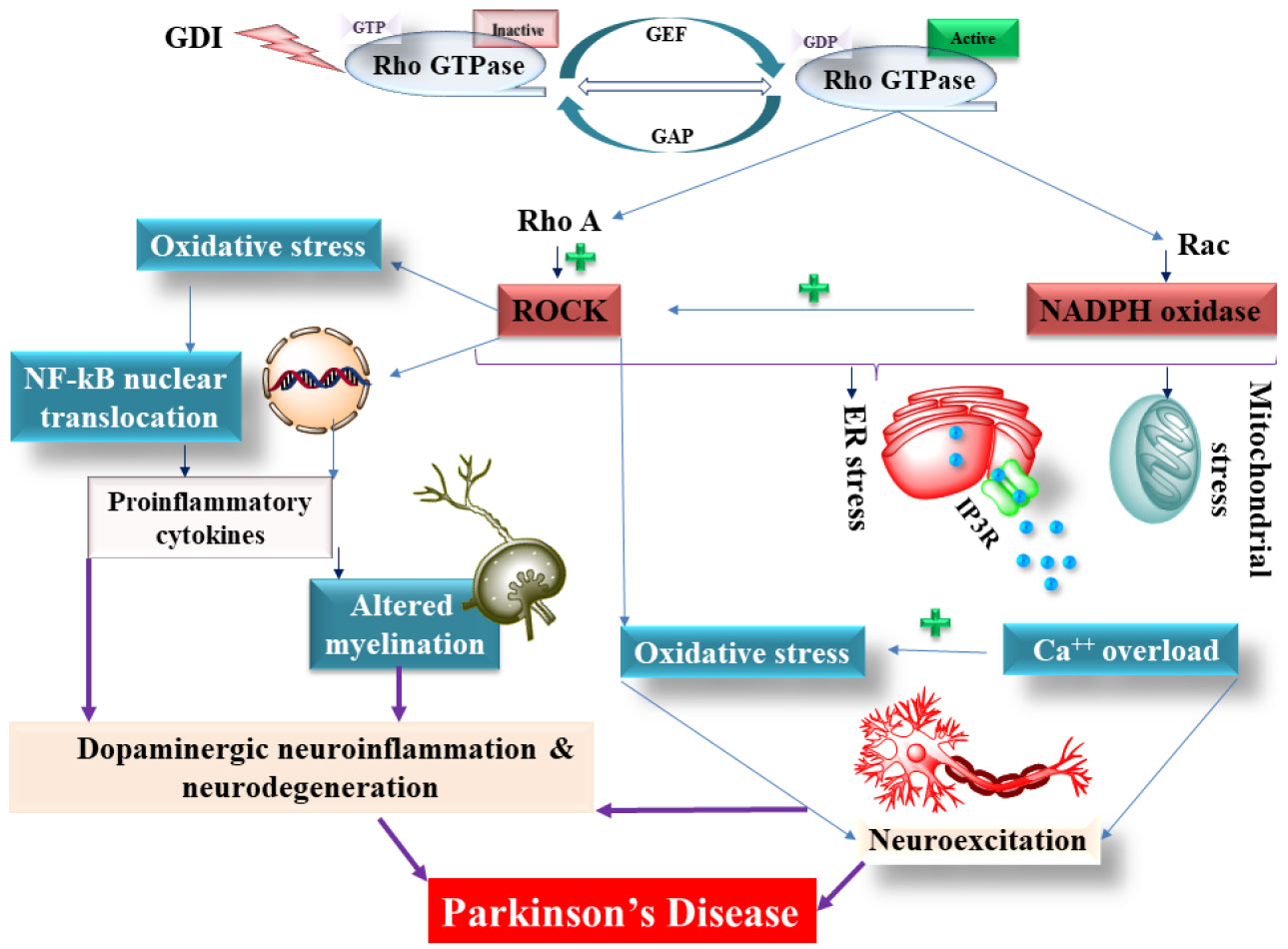 Rho GTPases, a Potential Target for the Treatment of Neurodegenerative ...