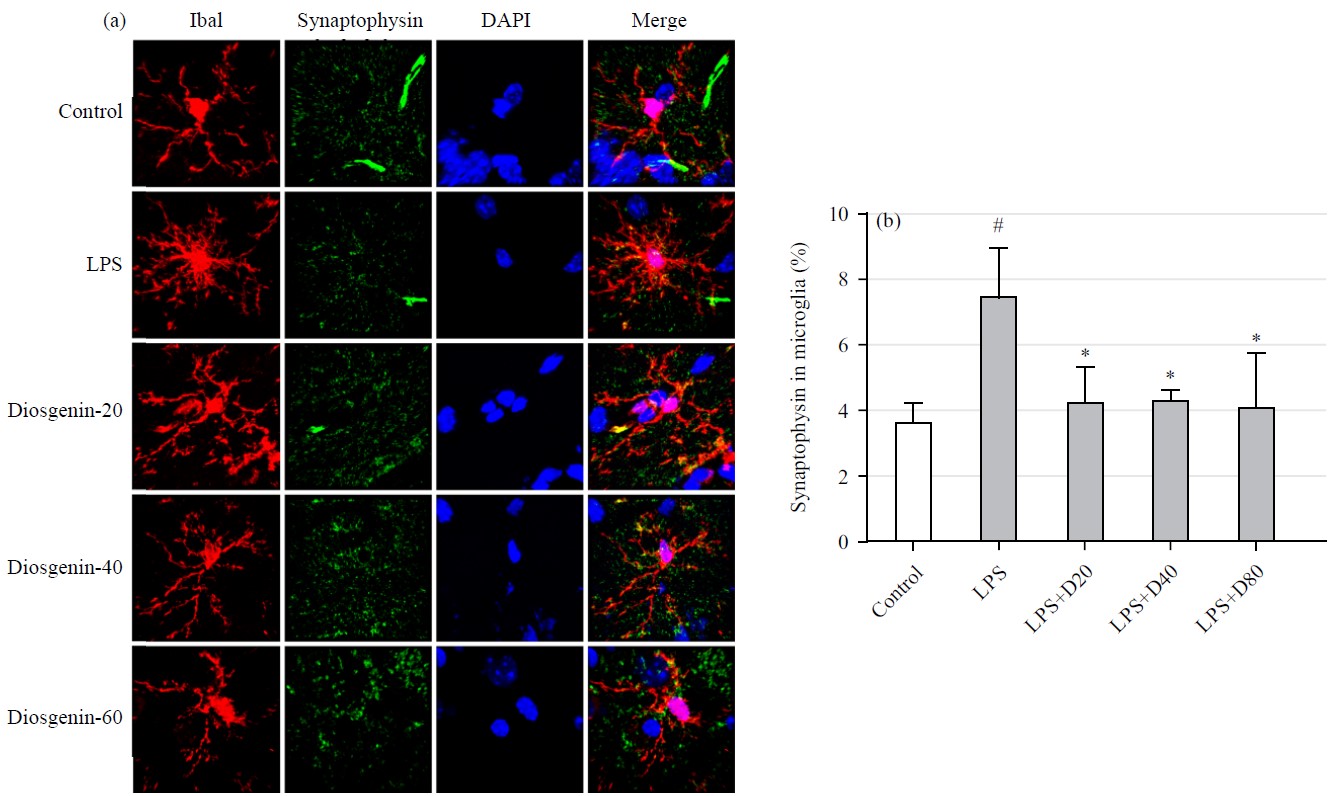 Inhibition of Microglia Synaptic Pruning Mediates the Anti ...
