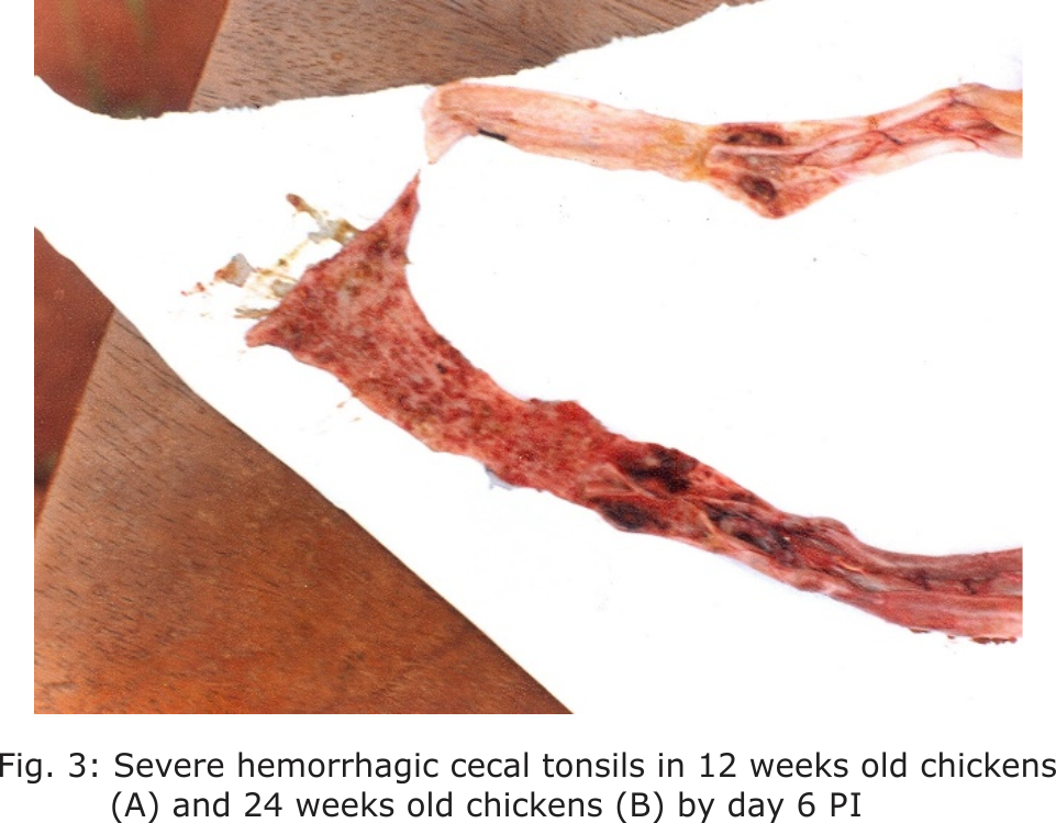 The Effect of Age on the Pathogenesis and Pathology of Newcastle ...