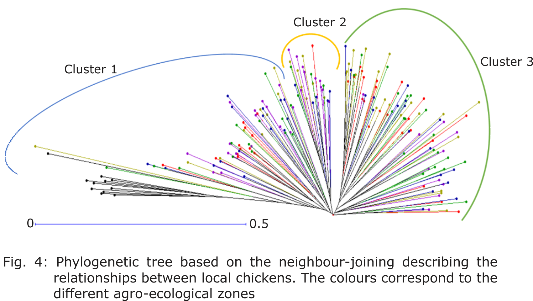Assessment of the Genetic Diversity and Population Structure of Local ...