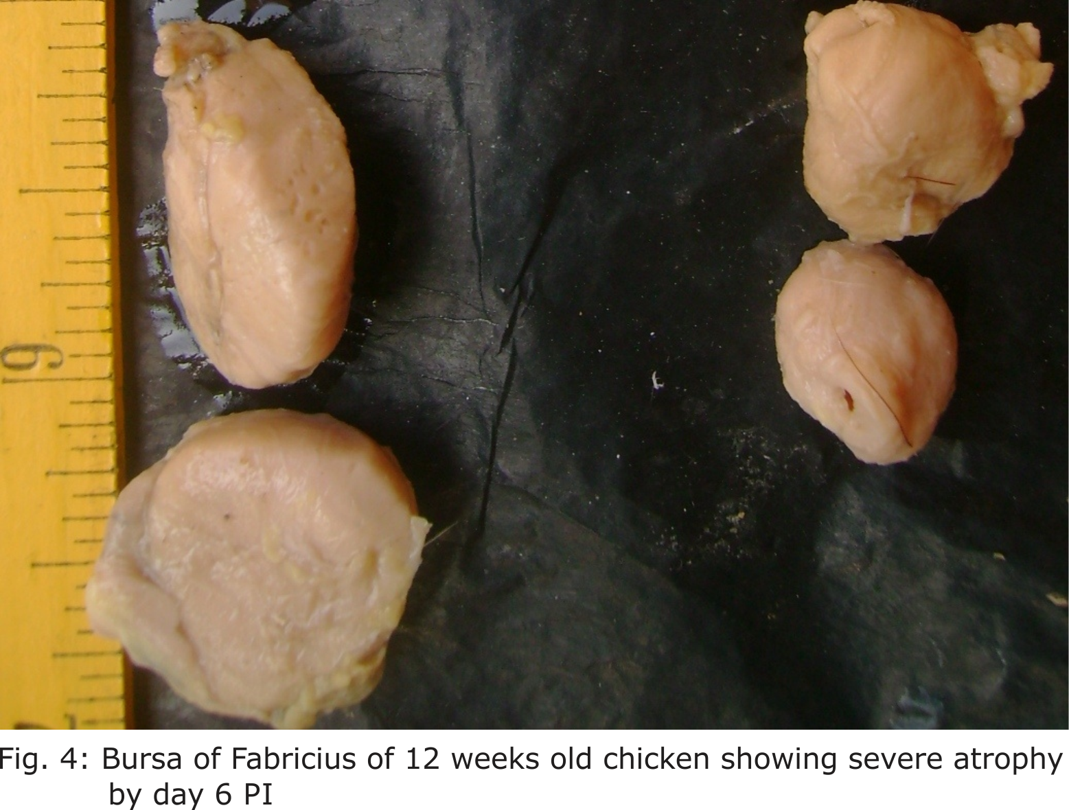 The Effect of Age on the Pathogenesis and Pathology of Newcastle ...