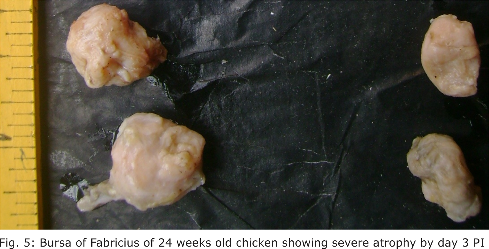 The Effect of Age on the Pathogenesis and Pathology of Newcastle ...