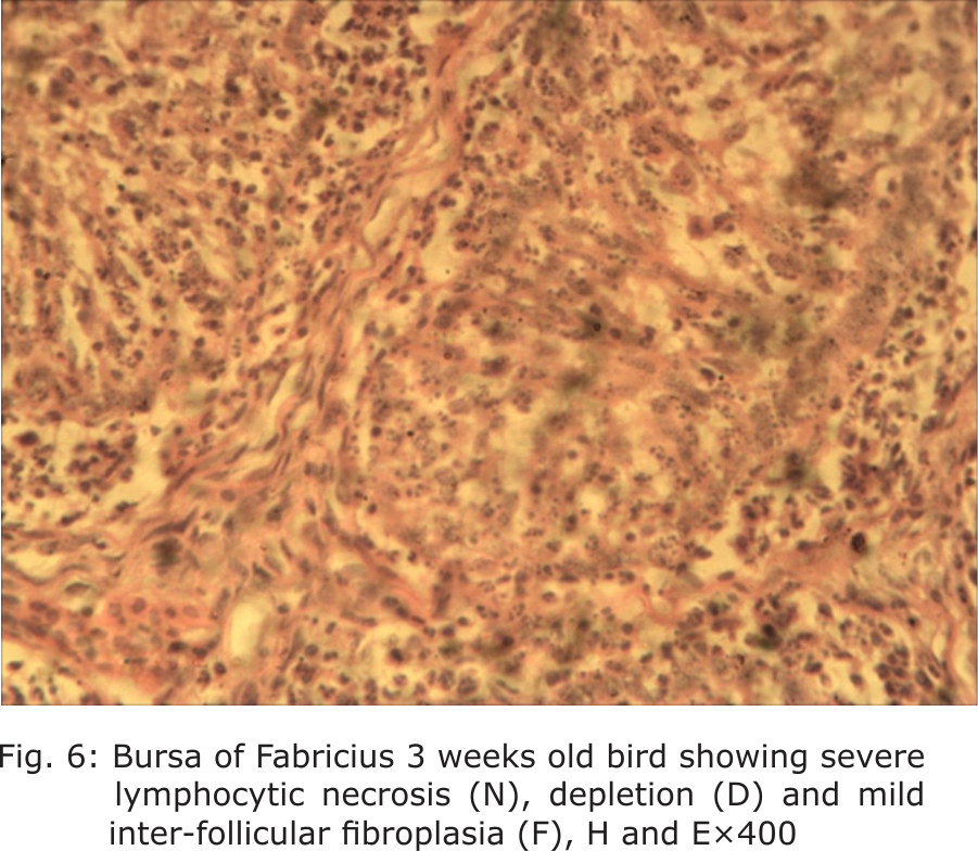 The Effect of Age on the Pathogenesis and Pathology of Newcastle ...