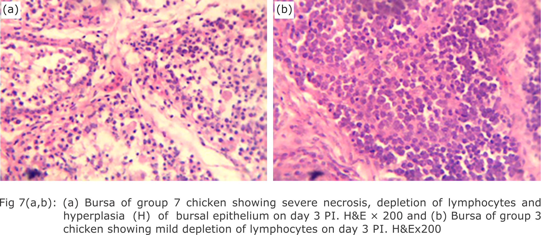 Effects of Hydromethanol Extract of Stem Bark of Anacardium occidentale ...