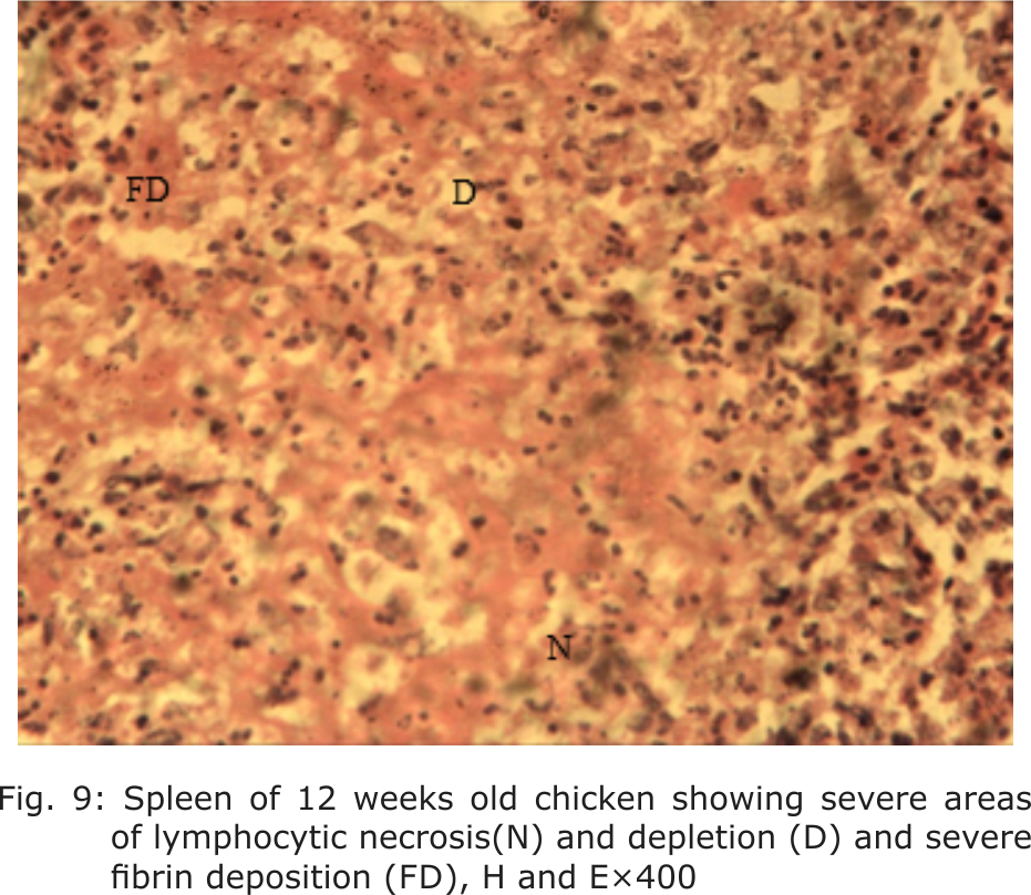 The Effect of Age on the Pathogenesis and Pathology of Newcastle ...