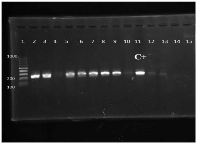 Factors Contributing to Colony Collapse Disorder (CCD) in Iranian Honey ...
