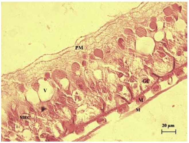 Factors Contributing to Colony Collapse Disorder (CCD) in Iranian Honey ...