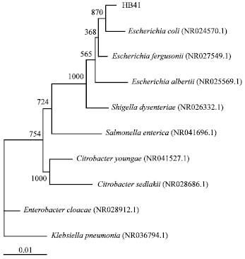 Bio-hydrogen Production from Biodiesel Glycerol Waste from Used Oil by ...