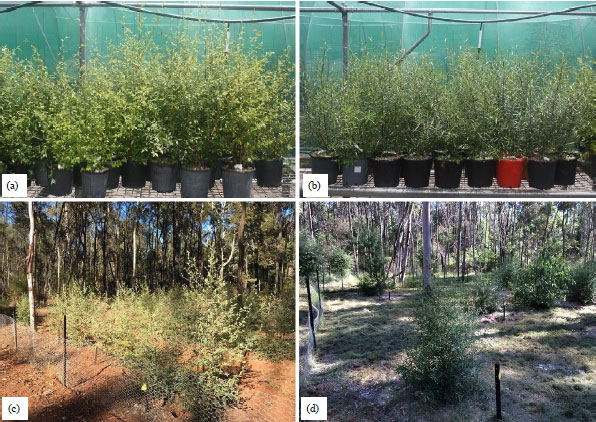Plant Propagation for Environmental Offset Planting: A Case Study of ...
