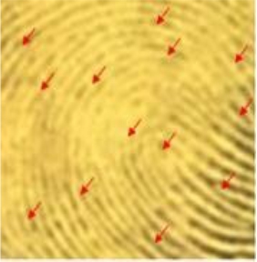 Development of Natural Luminescent Powder for the Detection of Latent ...
