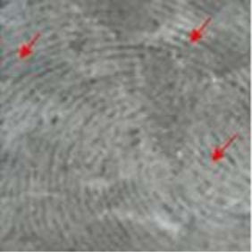 Development of Natural Luminescent Powder for the Detection of Latent ...