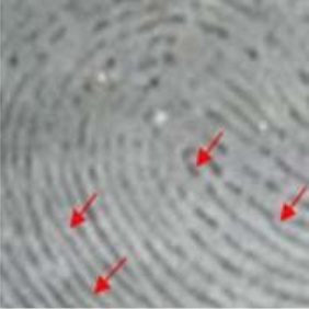 Development of Natural Luminescent Powder for the Detection of Latent ...