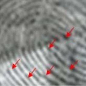 Development of Natural Luminescent Powder for the Detection of Latent ...