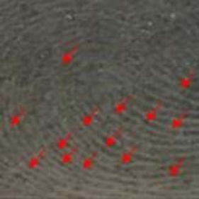 Development of Natural Luminescent Powder for the Detection of Latent ...