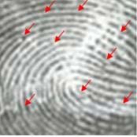 Development of Natural Luminescent Powder for the Detection of Latent ...