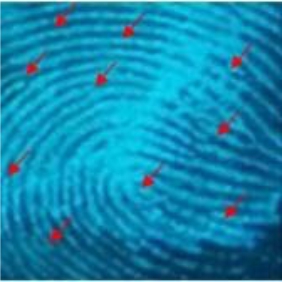Development of Natural Luminescent Powder for the Detection of Latent ...