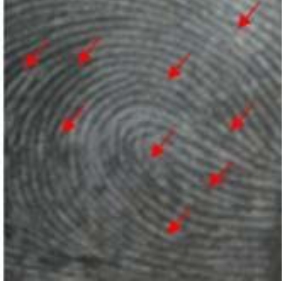Development of Natural Luminescent Powder for the Detection of Latent ...