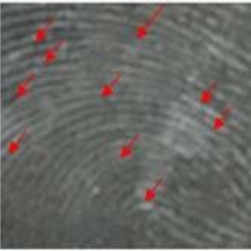 Development of Natural Luminescent Powder for the Detection of Latent ...