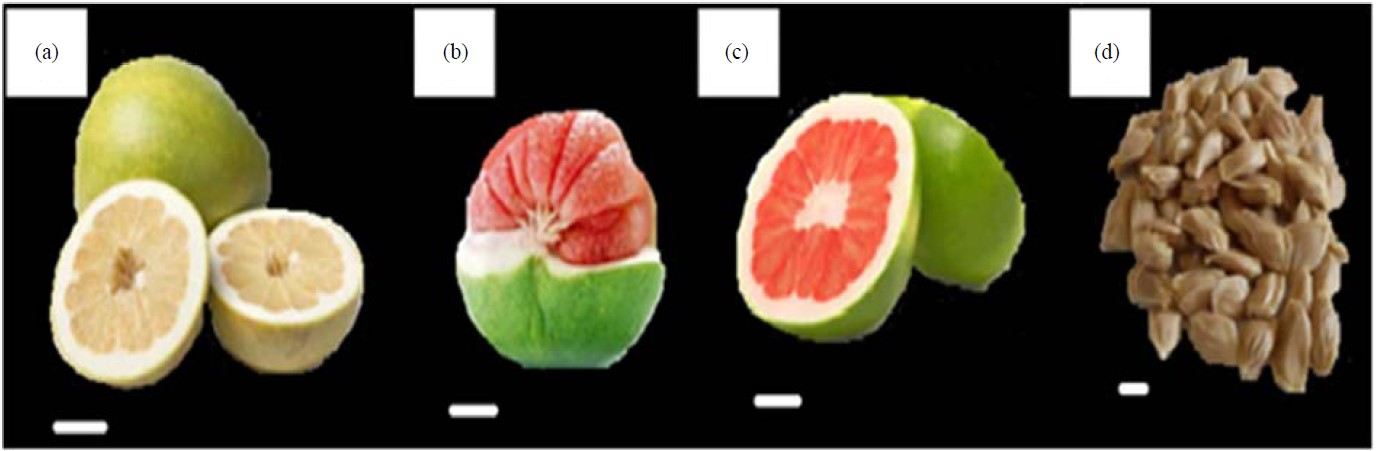 In vitro Culture Optimization of Pomelo Seeds (Citrus maxima (Burm ...