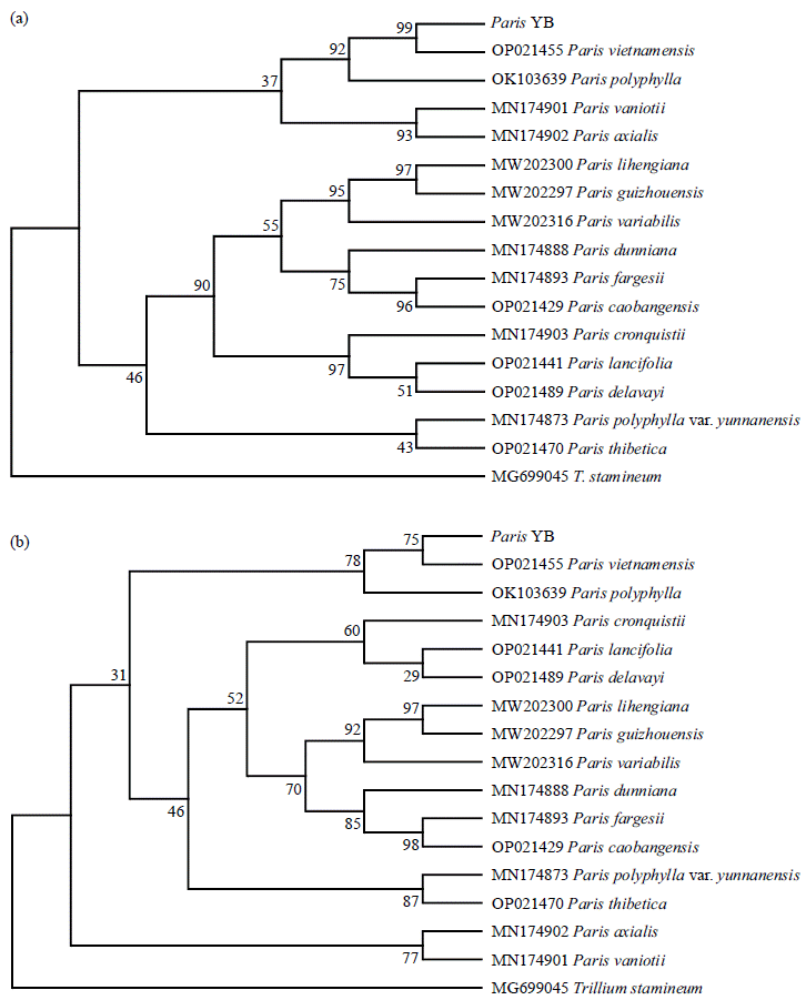 Identification, Phytochemistry and Biological Activities of Paris ...