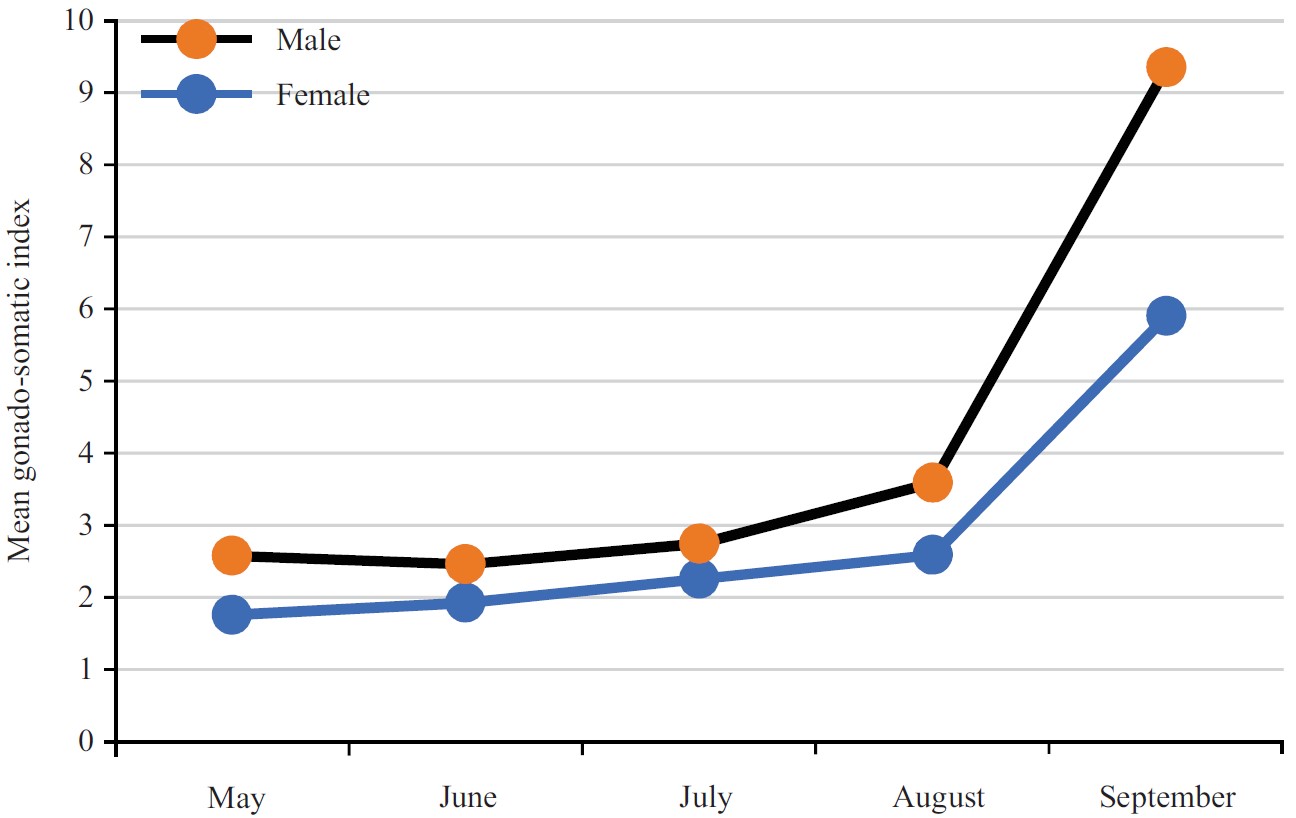 Reproductive Aspects of the Bamboo Clam Solen lamarckii (Dhayes 1839 ...