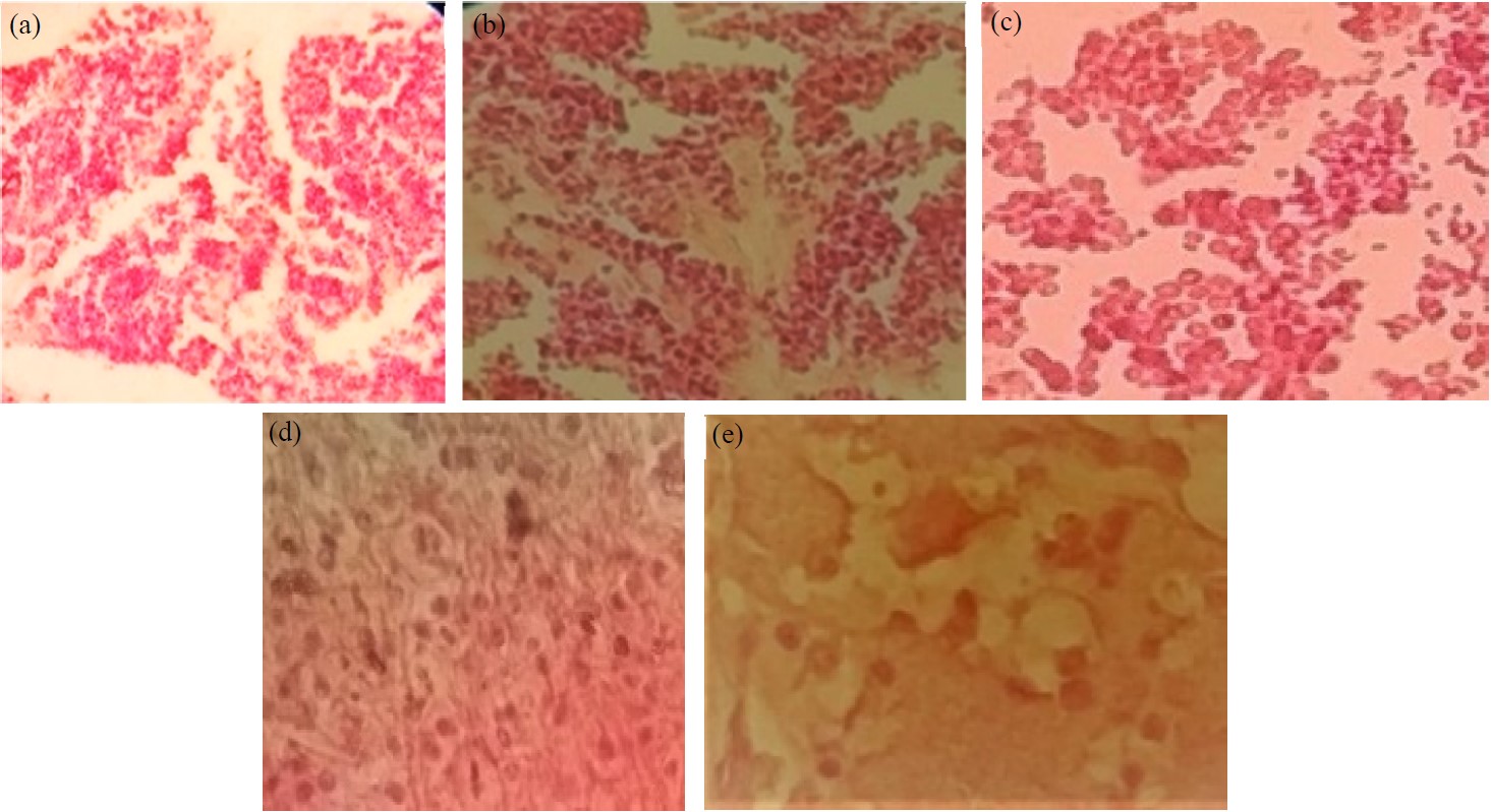 Reproductive Aspects of the Bamboo Clam Solen lamarckii (Dhayes 1839 ...