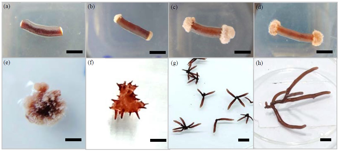 Plantlet Regeneration from Callus Cultures of Kappaphycus alvarezii for ...