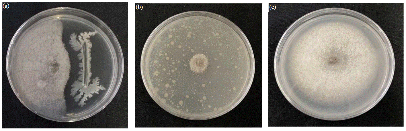 Application of Silica Nanoparticles in Combination with Bacillus ...
