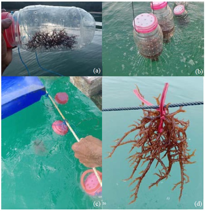 Plantlet Regeneration from Callus Cultures of Kappaphycus alvarezii for ...