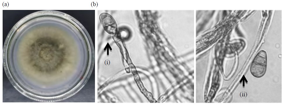 Exploring Fungal Candidates from Aromatic Rhizosphere as Biological ...