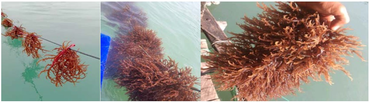 Plantlet Regeneration from Callus Cultures of Kappaphycus alvarezii for ...