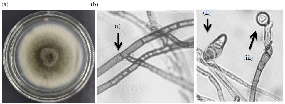 Exploring Fungal Candidates from Aromatic Rhizosphere as Biological ...