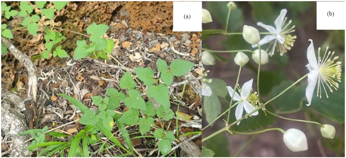 Ethnopharmacology and Therapeutic Value of Clematis brachiata Thunb ...