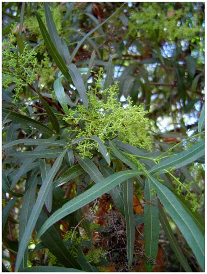 Nutraceutical and Ethnopharmacological Properties of Searsia lancea (L ...