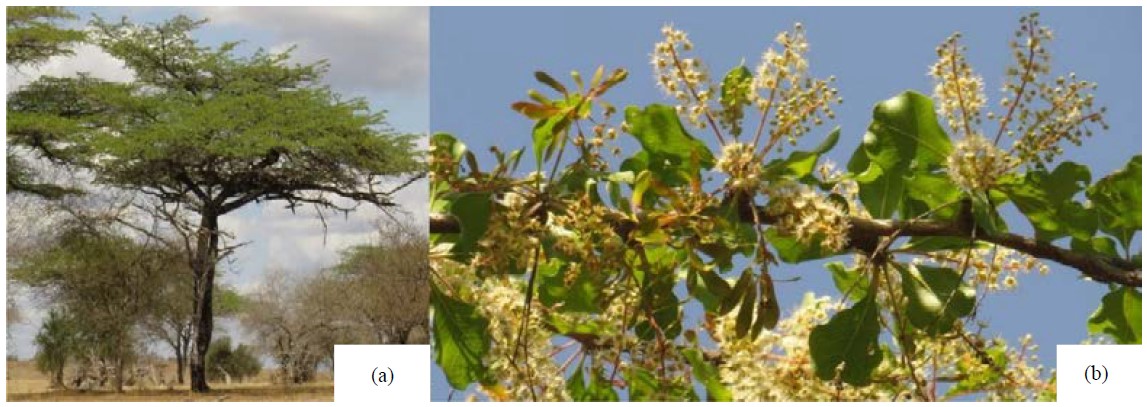 Medicinal Applications, Phytochemistry and Pharmacological Properties ...