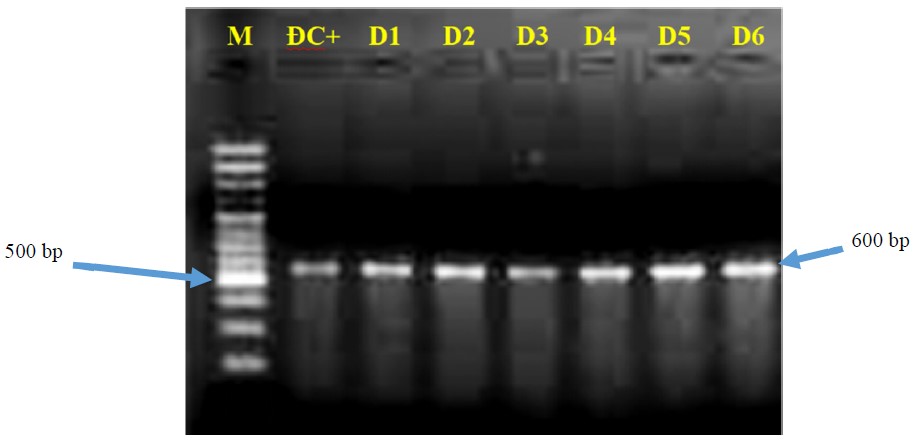 Morphological Characteristics and ITS Molecular Markers of Catharanthus ...