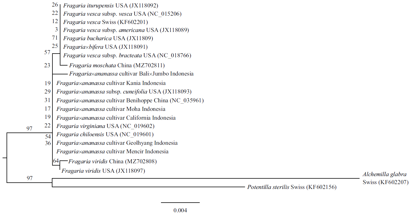 Genetic Variation and Phylogenetic Analysis of Strawberry (Fragaria spp ...