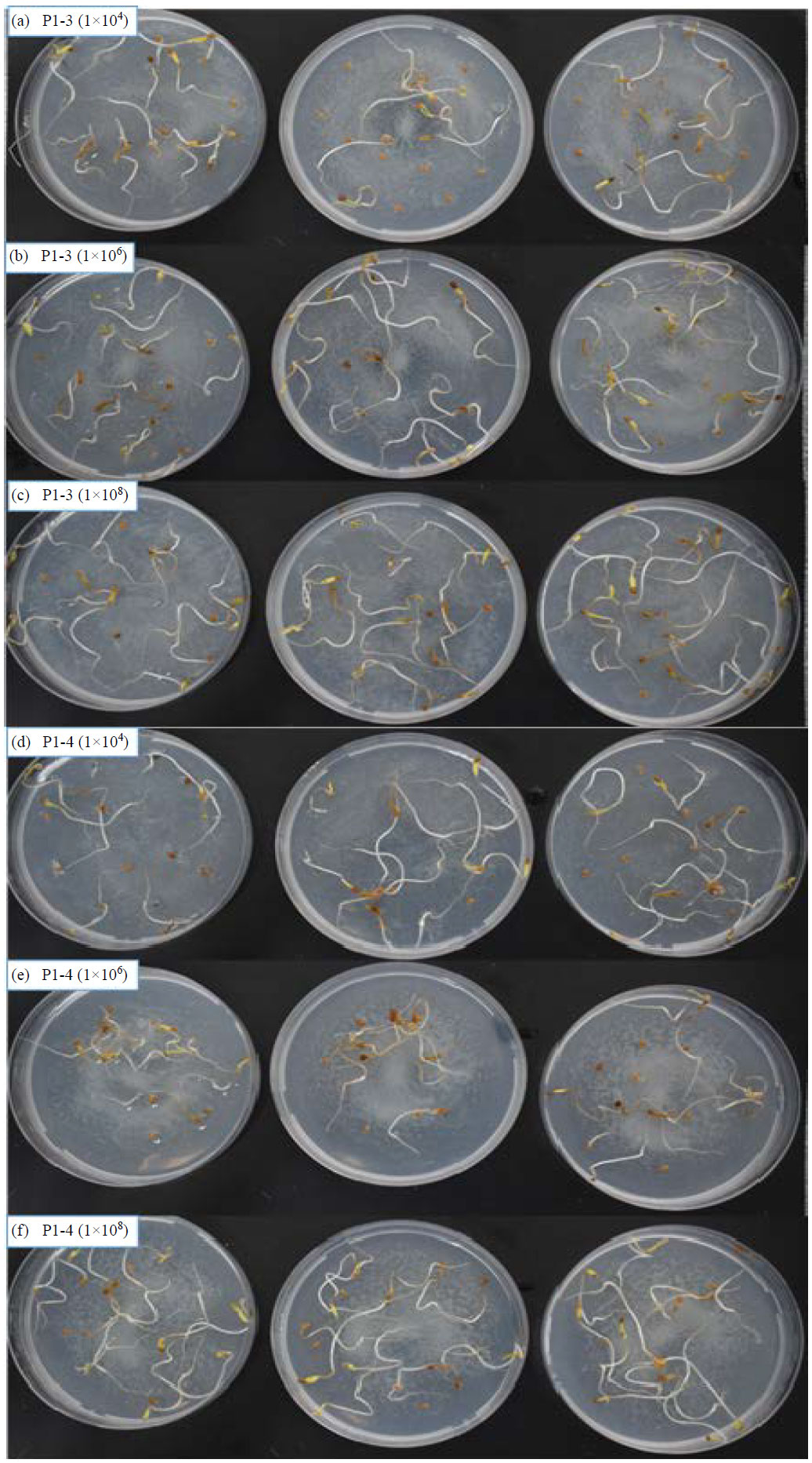 Growth Effect of Pseudomonas Isolates on Tomato in Greenhouse Production