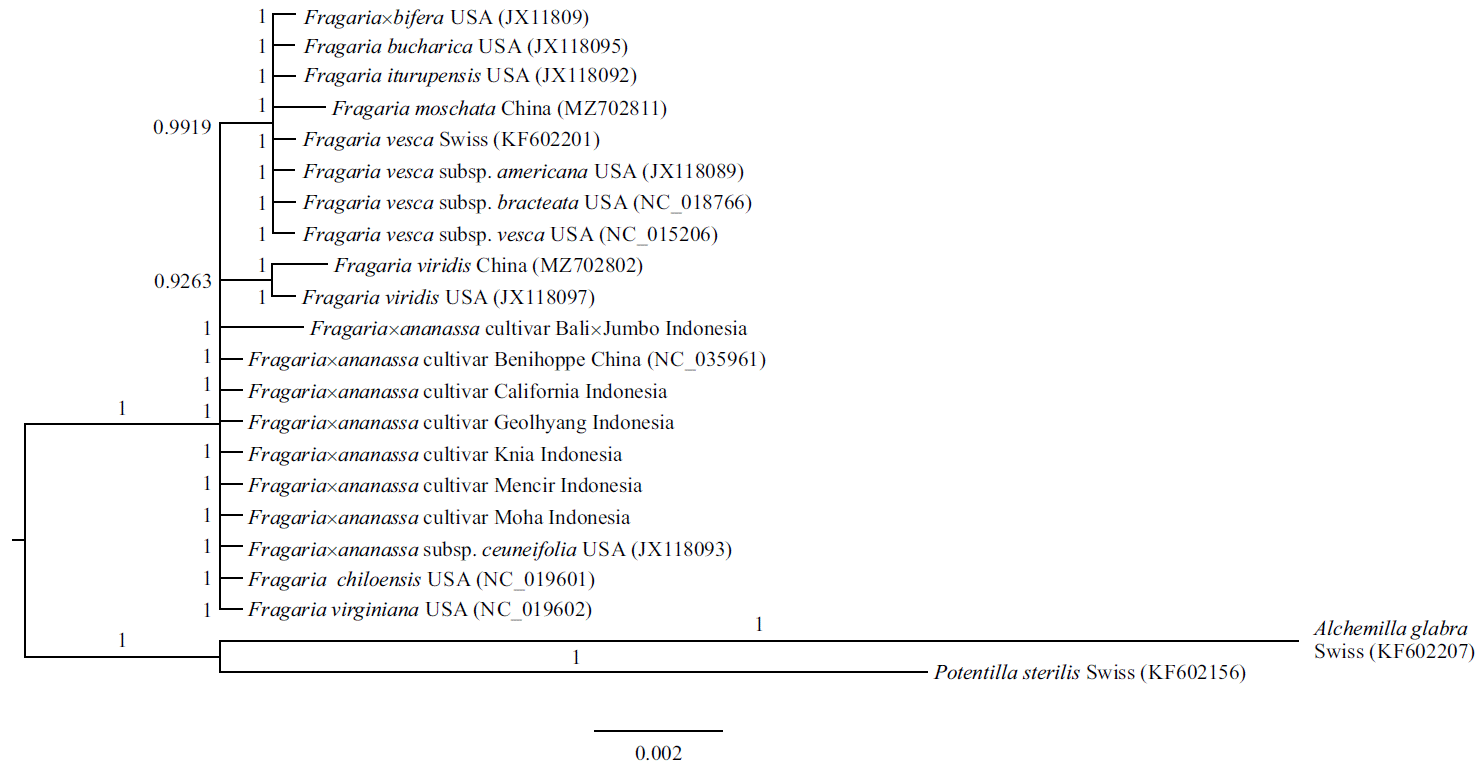 Genetic Variation and Phylogenetic Analysis of Strawberry (Fragaria spp.) on Yogyakarta and ...