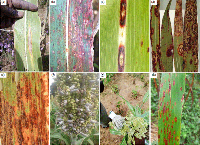The Occurrence and Distribution of Sorghum Diseases in Major Production ...