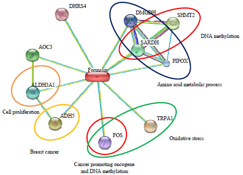 Molecular Mechanism of Formaldehyde and Protein Interaction in Human ...